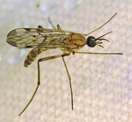17 Easy and Effective Ways to Get Rid of Gnats, Indoors and Out