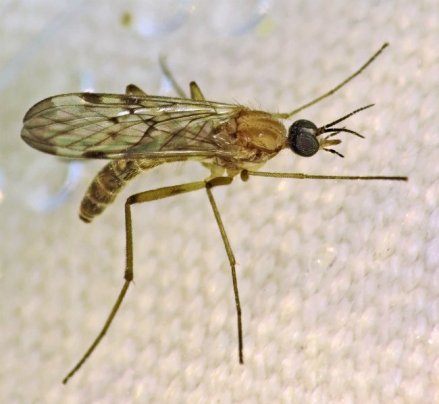17 Easy and Effective Ways to Get Rid of Gnats, Indoors and Out