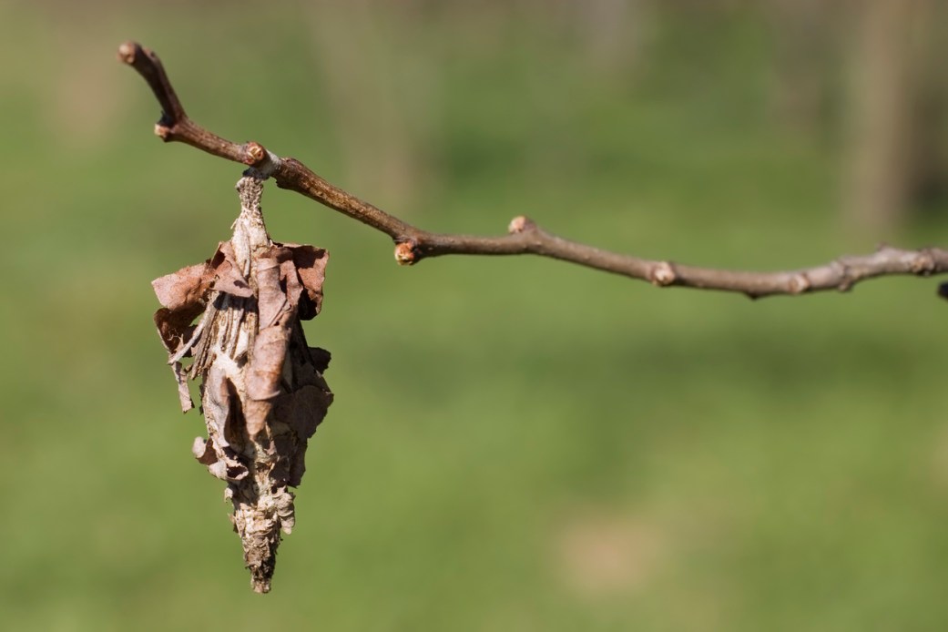 How to Get Rid of Bagworms on Your Property