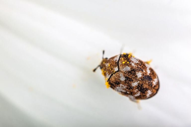How to Get Rid of Carpet Beetles and Carpet Beetle Larvae