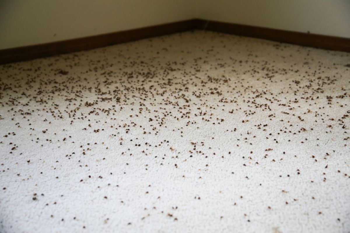 How to Get Rid of Carpet Beetles and Carpet Beetle Larvae
