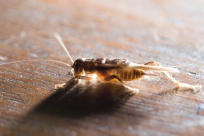 How To Get Rid of Crickets | Identification, Reduction, Prevention