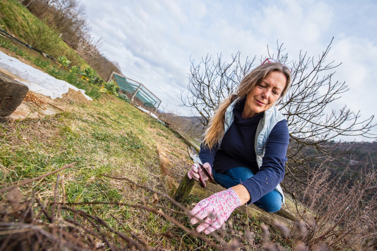 The Dos and Don'ts of Pruning Shrubs - Advice From Bob Vila