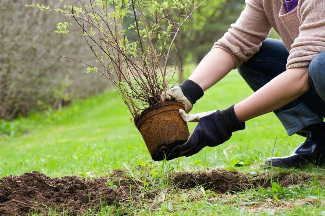 The Dos and Don'ts of Pruning Shrubs - Advice From Bob Vila