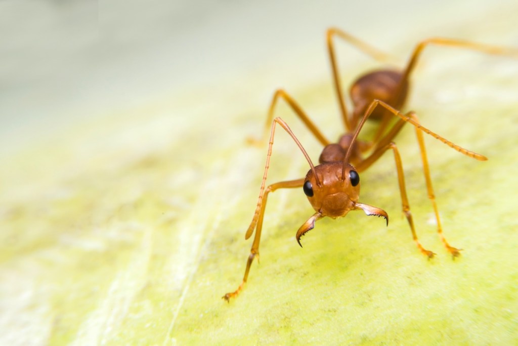 How to Get Rid of Fire Ants on Your Property