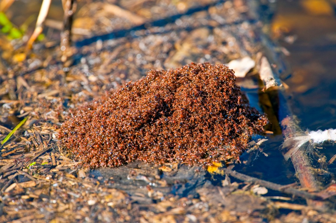 How to Get Rid of Fire Ants: 5 Effective Methods - Bob Vila