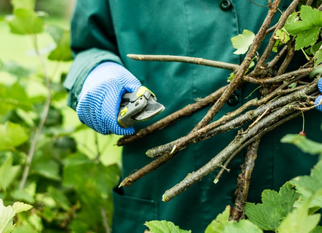 The Dos and Don'ts of Pruning Shrubs - Advice From Bob Vila