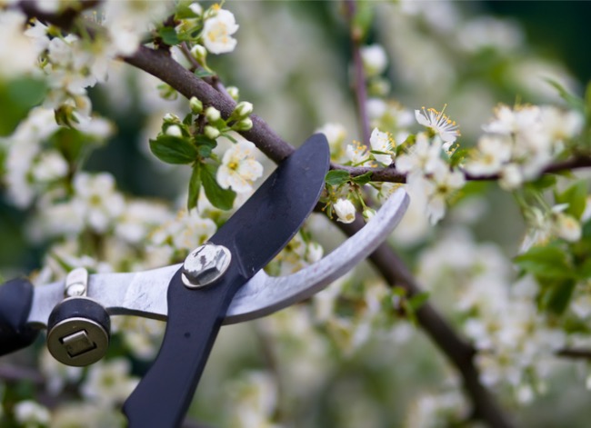 The Dos and Don'ts of Pruning Shrubs - Advice From Bob Vila