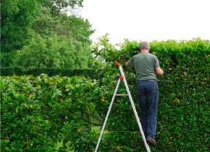 The Dos and Don'ts of Pruning Shrubs - Advice From Bob Vila