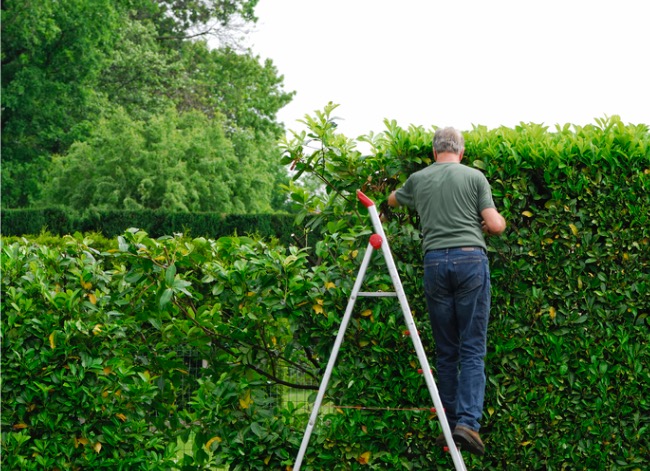 The Dos and Don'ts of Pruning Shrubs - Advice From Bob Vila