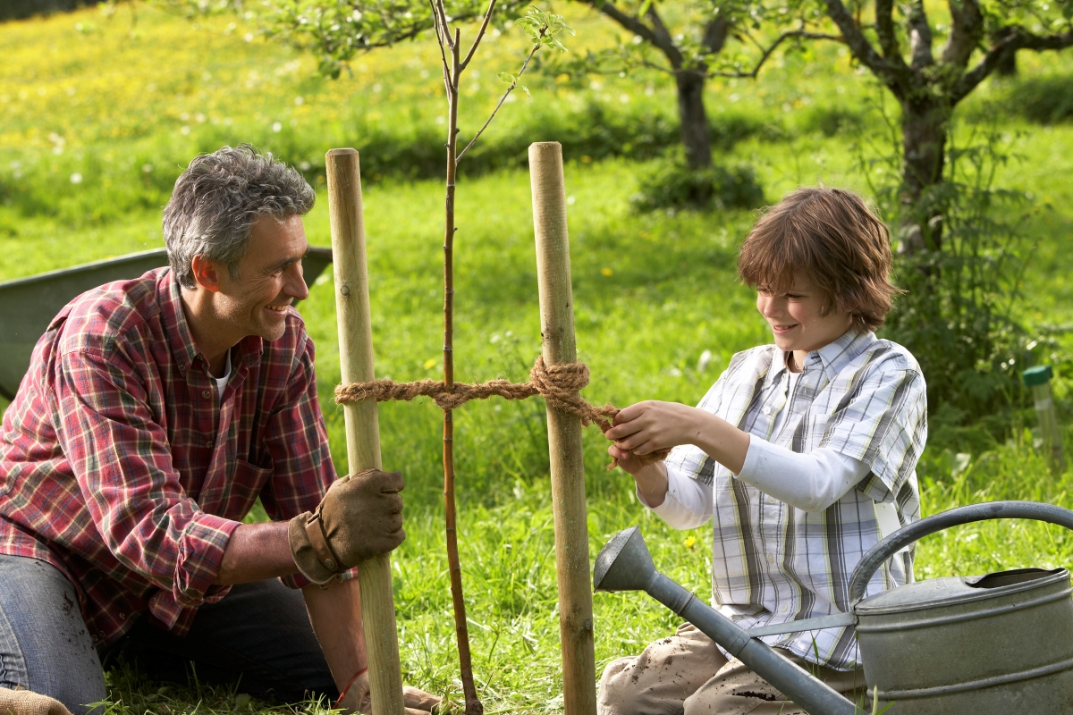 How to Stake a Tree the Right Way