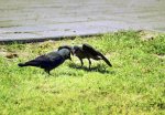 How To: Get Rid of Crows - Bob Vila