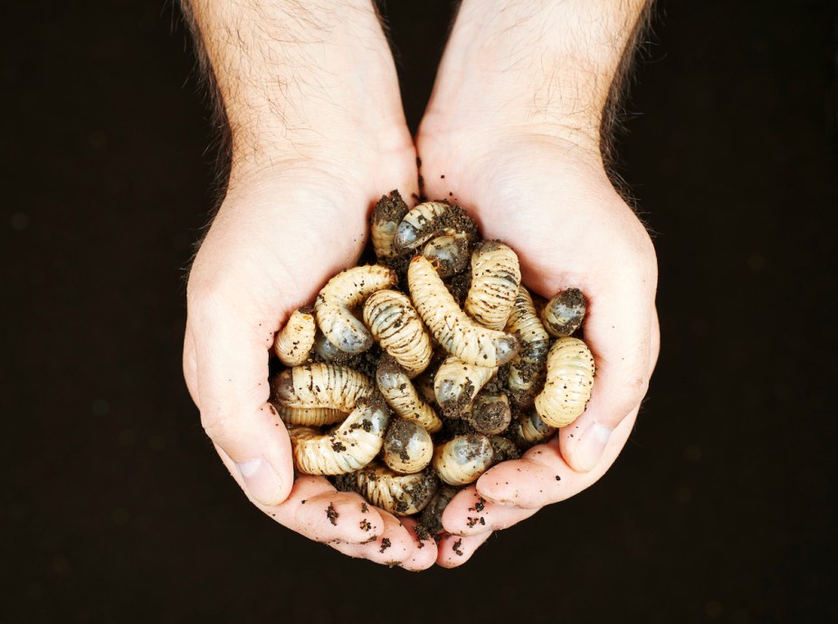 How to Get Rid of Grubs: 4 Methods That Work