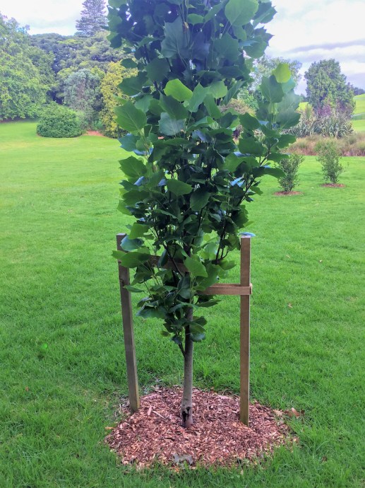 How to Stake a Tree the Right Way
