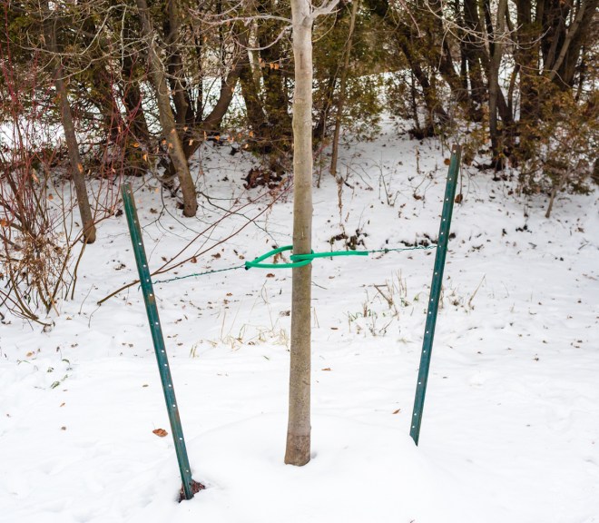How to Stake a Tree the Right Way
