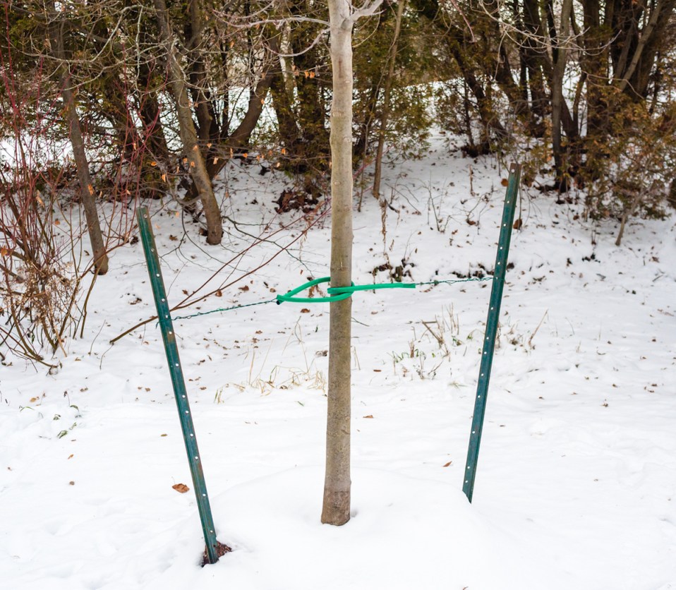 How to Stake a Tree the Right Way