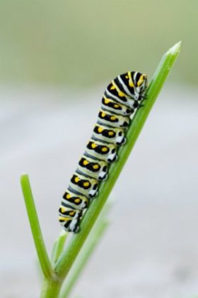 How to Get Rid of Caterpillars - 4 Natural Methods - Bob Vila