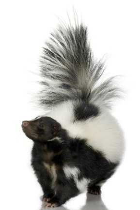 How to Get Rid of a Skunk - Bob Vila