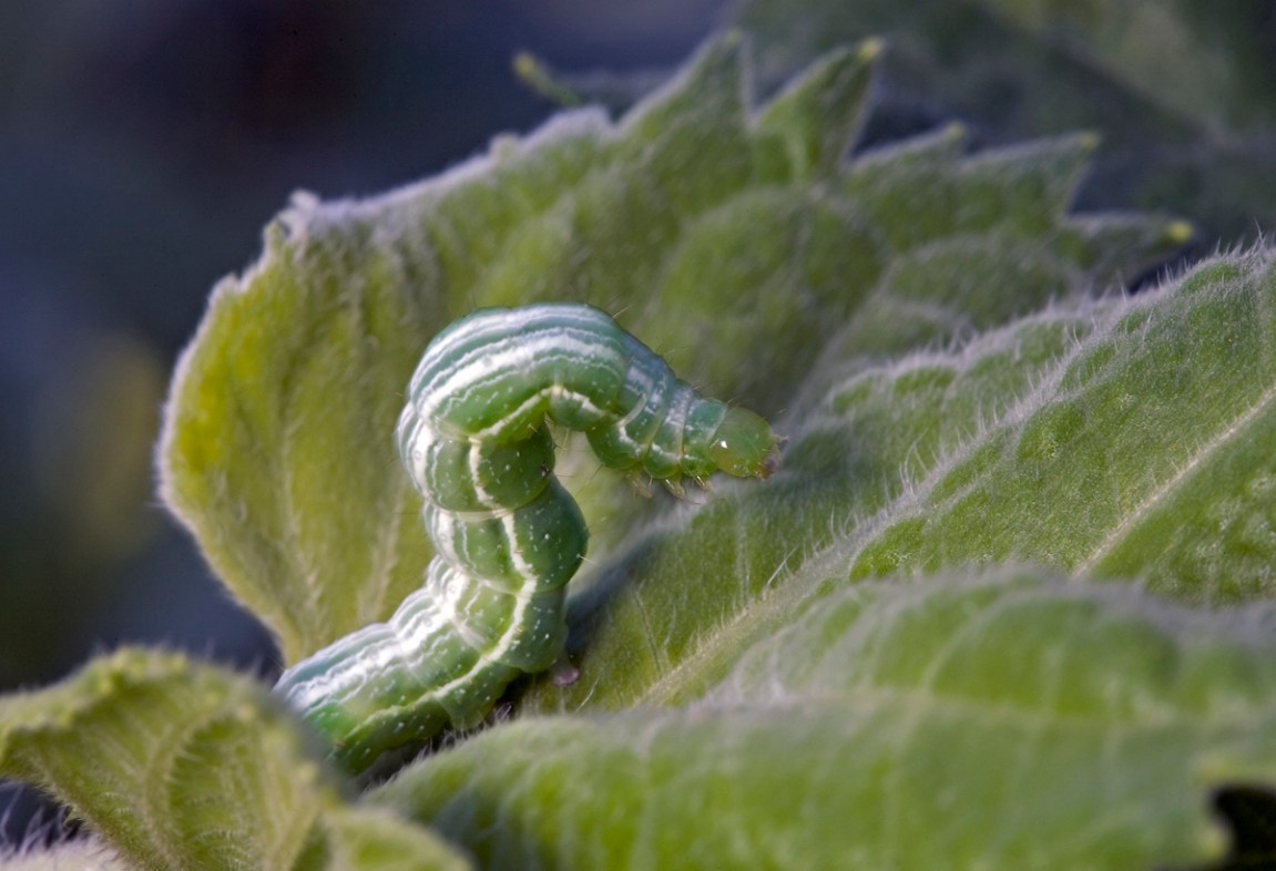 How to Get Rid of Caterpillars : 4 Natural, Effective Methods