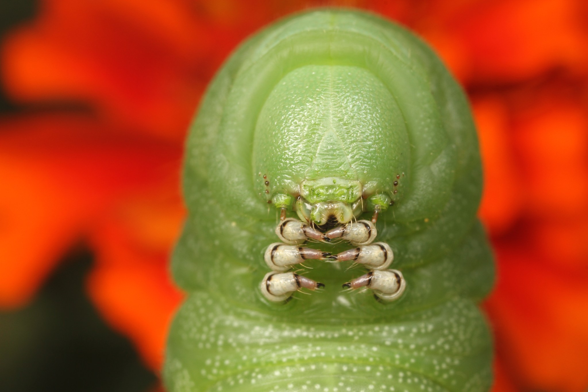 How to Get Rid of Caterpillars : 4 Natural, Effective Methods