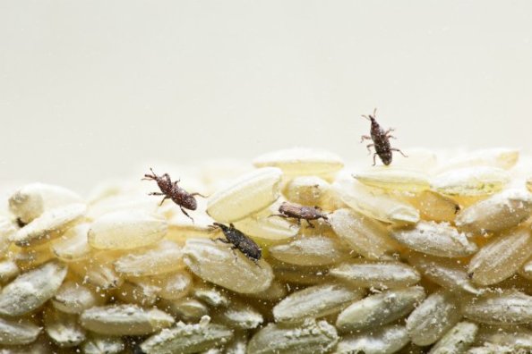 How to Get Rid of Weevils in Your Pantry