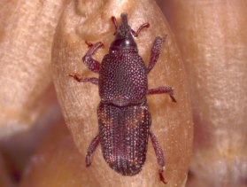 How to Get Rid of Weevils in Your Pantry