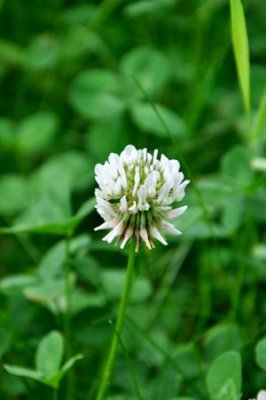 10 Methods for How to Get Rid of Clover - Bob Vila
