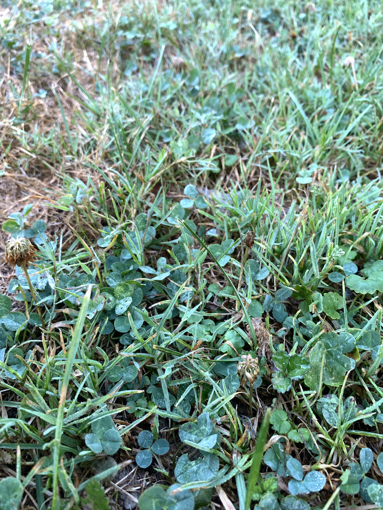 10 Methods for How to Get Rid of Clover - Bob Vila