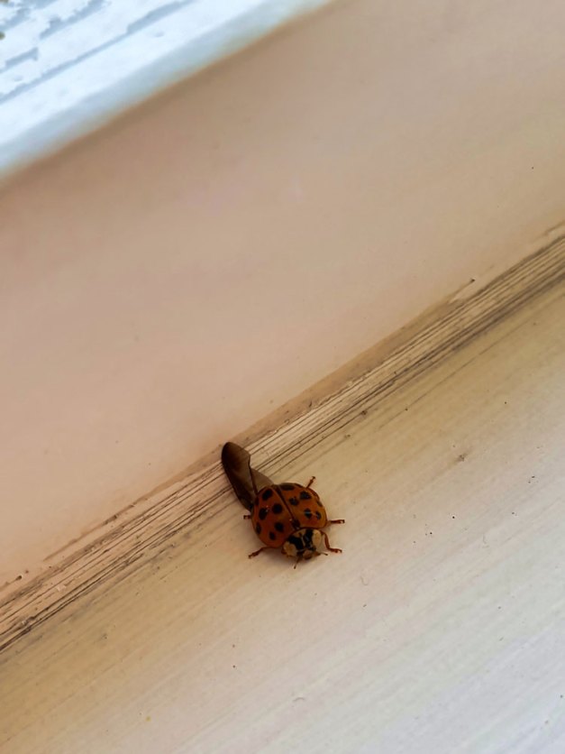 How to Get Rid of Ladybugs