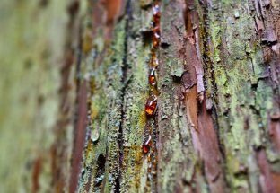 How to Remove Tree Sap From Almost Anything