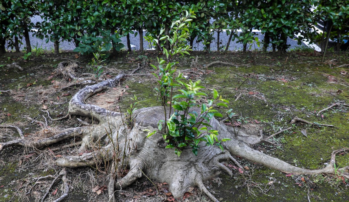 How to Kill Tree Roots Naturally