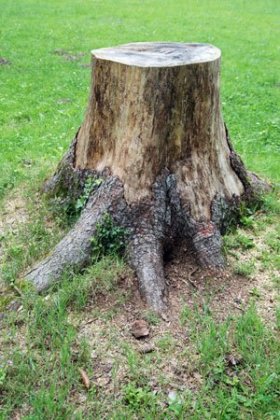 How to Kill Tree Roots (Project Guide) - Bob Vila