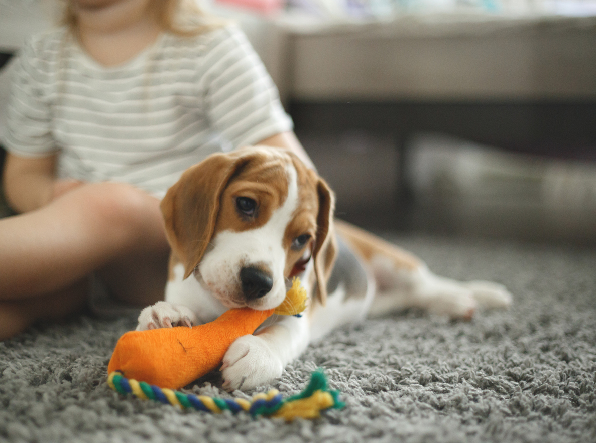 How to Shampoo Carpets with a Carpet Extractor - Bob Vila
