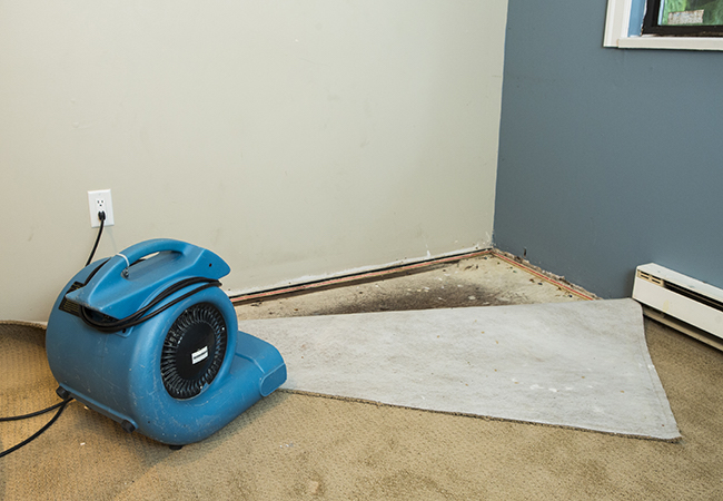 How to Get Mold Out of Carpet in 7 Steps (Project Summary) - Bob Vila