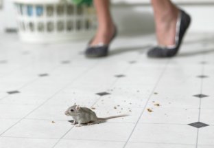 How to Catch a Mouse (Homeowner's Guide) - Bob Vila