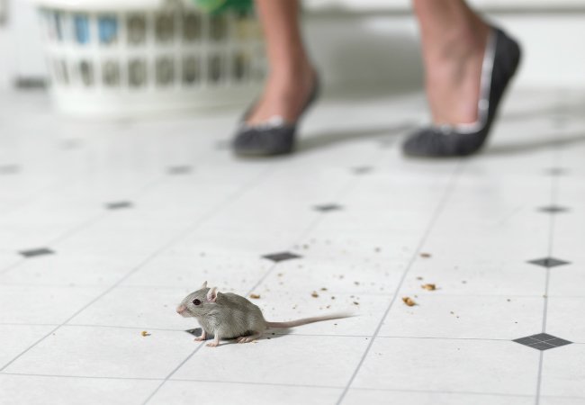How to Catch a Mouse (Homeowner's Guide) - Bob Vila