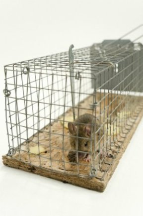 How to Catch a Mouse (Homeowner's Guide) - Bob Vila