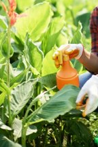 The Complete Guide to Insecticidal Soap (+Homemade Recipe)