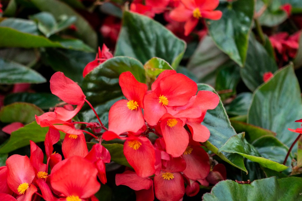 Begonia Care: How to Plant, Grow, and Feed