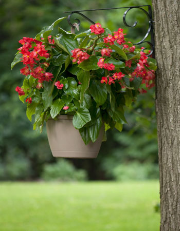 Begonia Care: How to Plant, Grow, and Feed