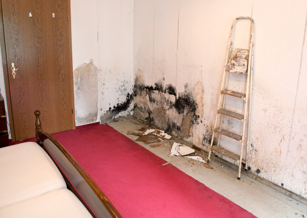 How to Get Rid of Black Mold in Your Home — Bob Vila