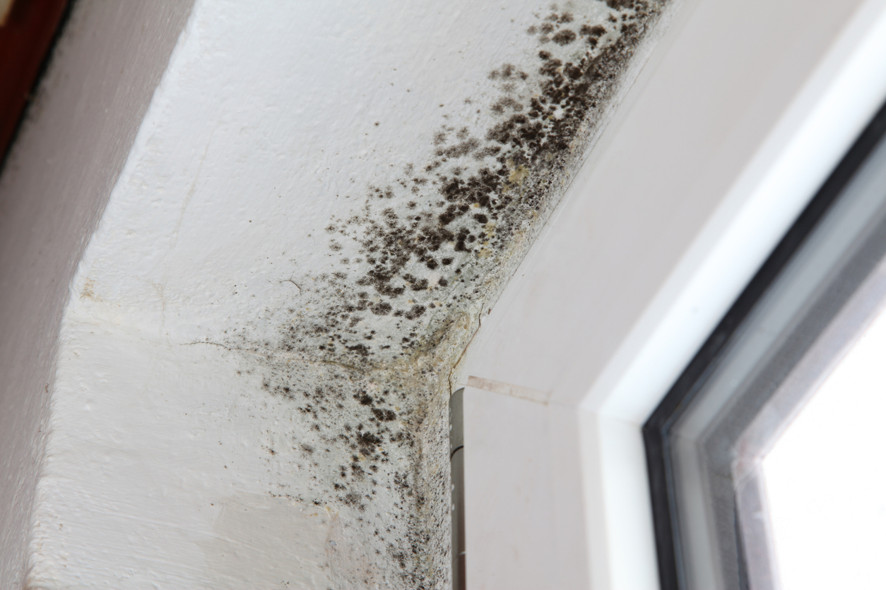 How to Get Rid of Black Mold in Your Home — Bob Vila
