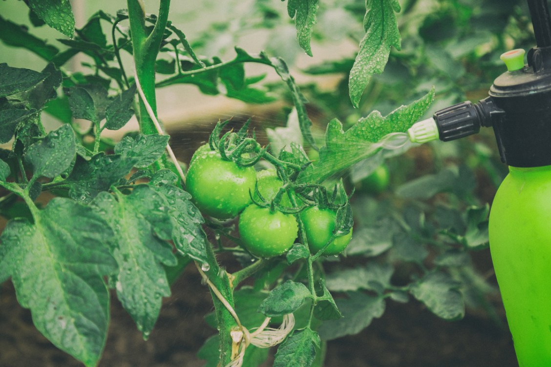 Homemade Insecticidal Soap Recipe: Kill Garden Bugs Naturally