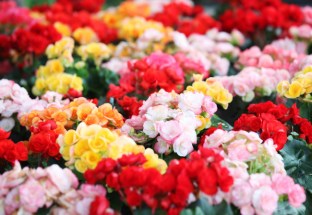 Begonia Care: How to Plant, Grow, and Feed