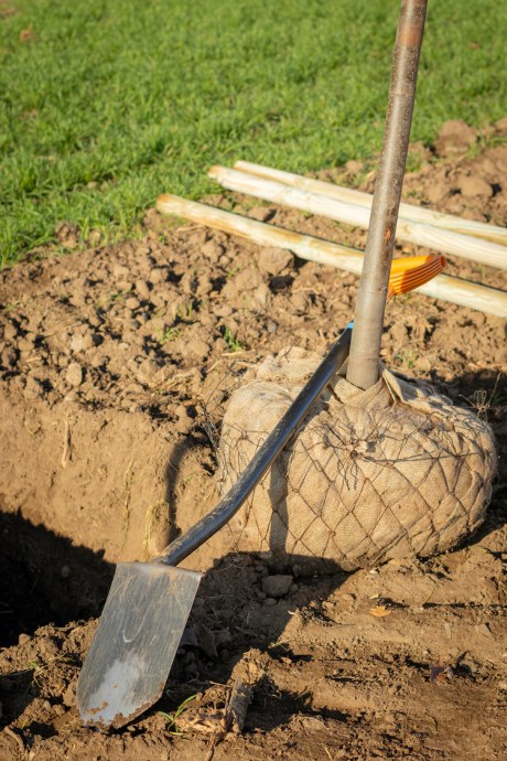 How To Transplant a Tree Safely: A Step-by-Step Guide