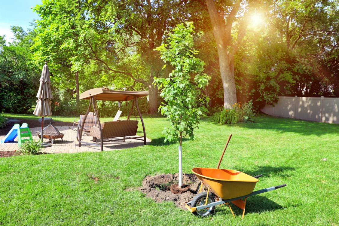 How To Transplant a Tree Safely: A Step-by-Step Guide