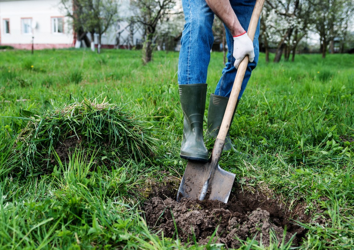How To Transplant a Tree Safely: A Step-by-Step Guide
