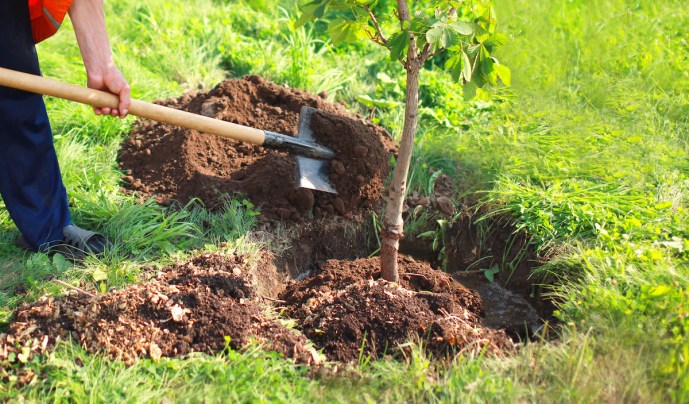 How To Transplant a Tree Safely: A Step-by-Step Guide