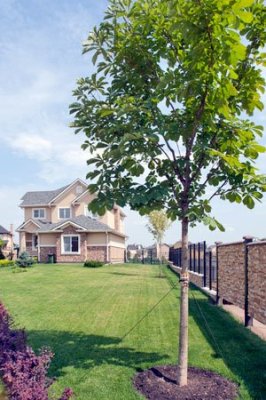 How To Transplant a Tree Safely: A Step-by-Step Guide