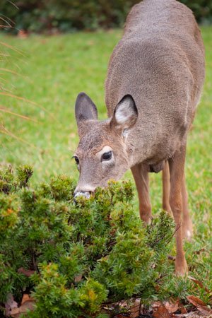 Homemade Deer Repellent and How to Use It - Bob Vila